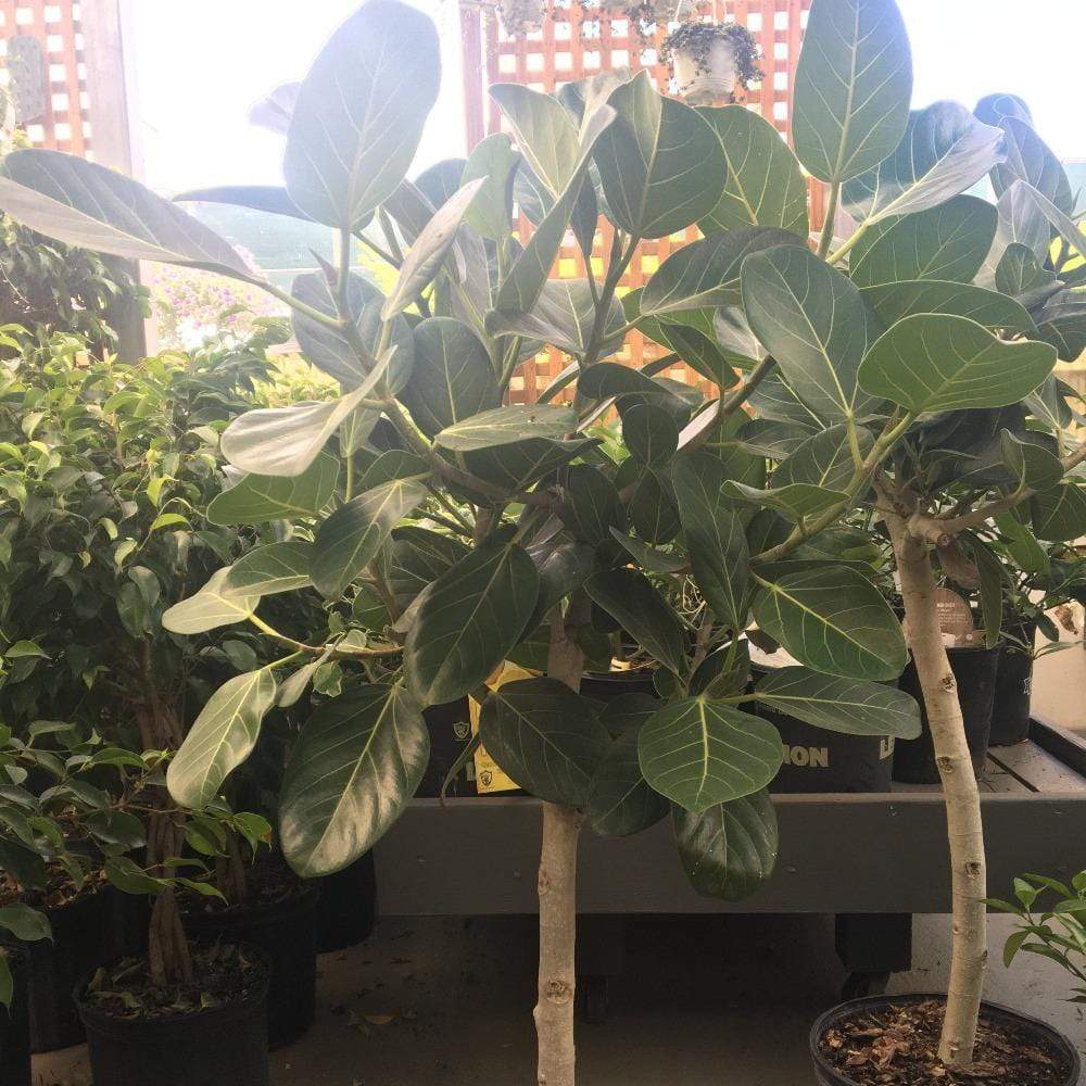 Ficus Audrey Plants – naturalbabyshowerwed.co.uk