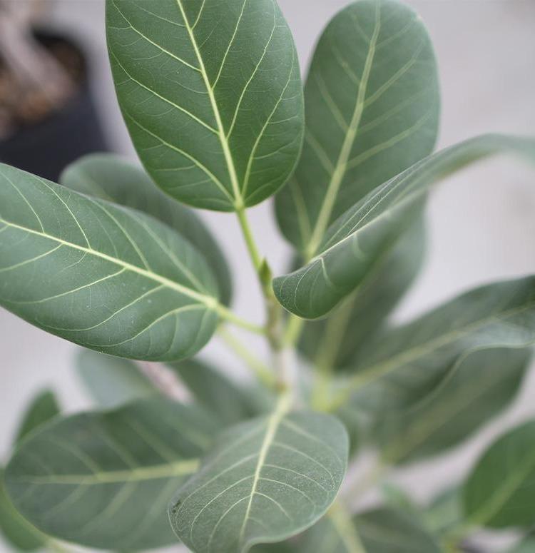 Ficus Audrey Plants – naturalbabyshowerwed.co.uk